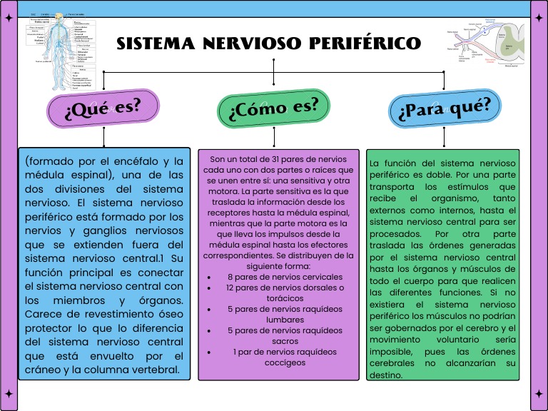 Pae4 - Primer Semestre-Mateo Andrade | PDF | Sistema nervioso ...