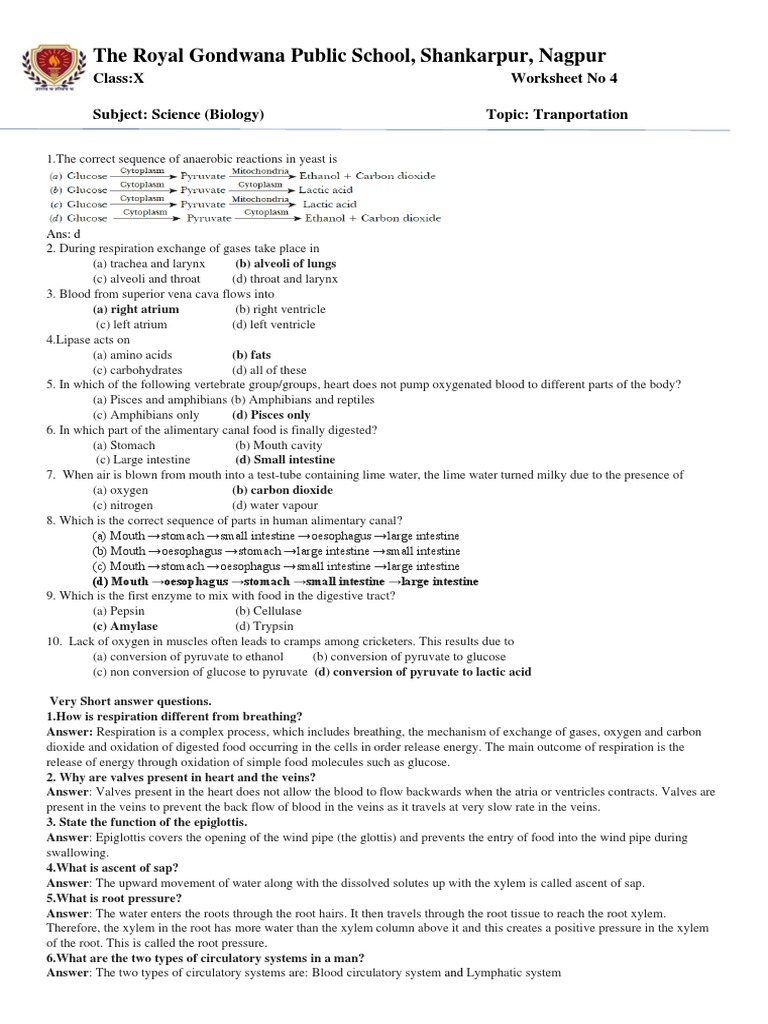 Worksheet 4 On Transportation (Circulatory System) | PDF | Artery ...