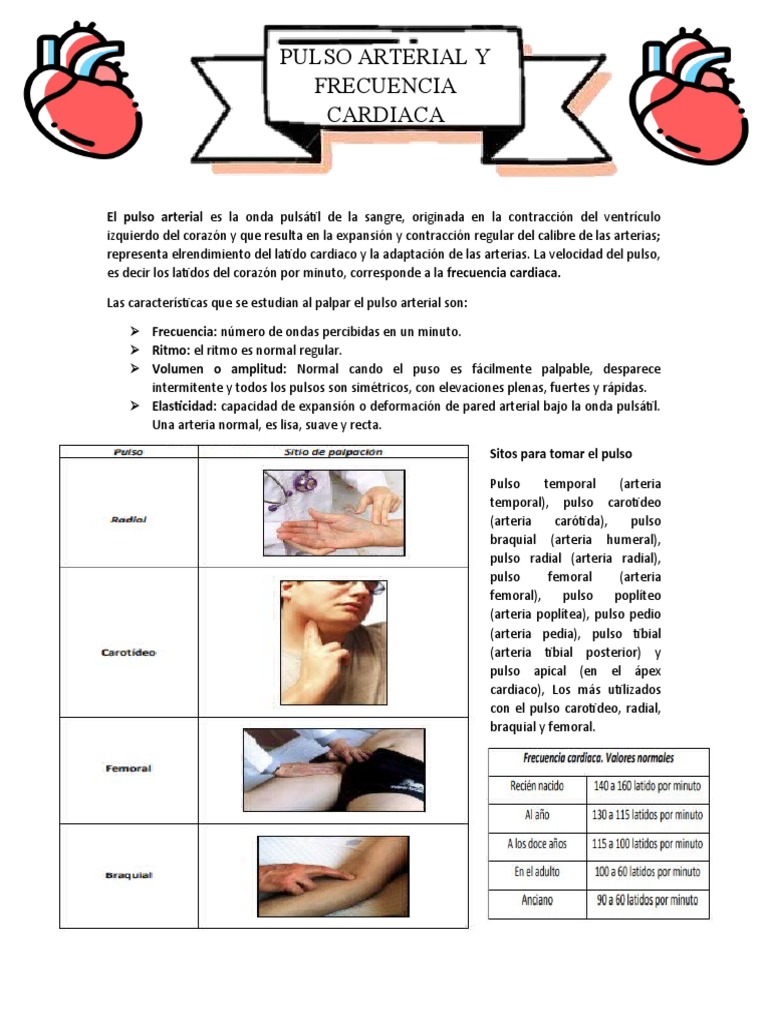 Características del Pulso Arterial | PDF | Legumbres | Artería