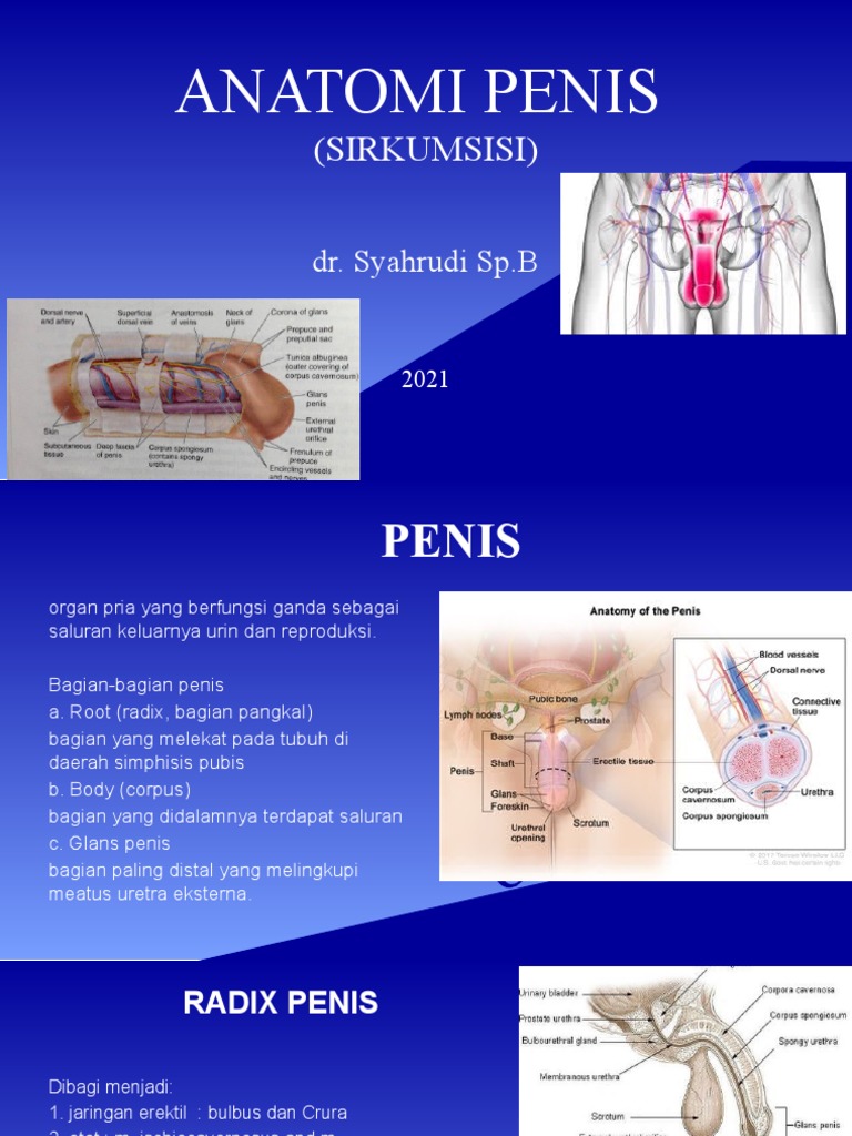 Anatomi Penis Sirkumsisi Pdf