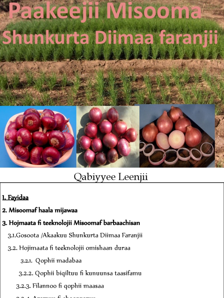 Paakeejii Shunkurtii Diimaa | PDF