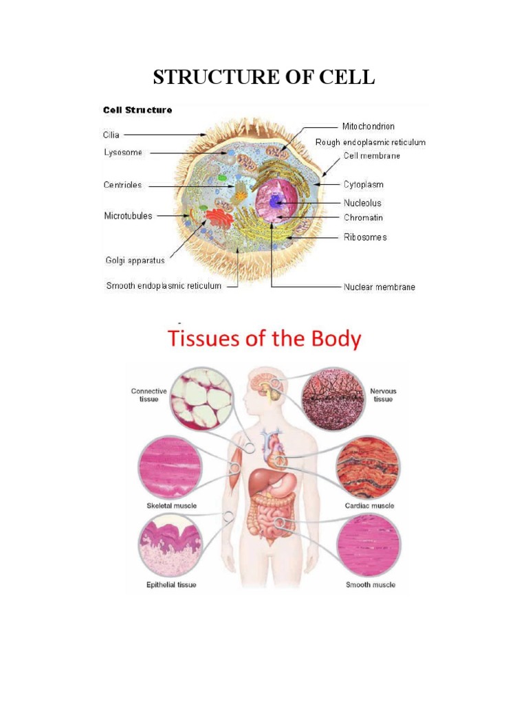 Structure of Cell | PDF
