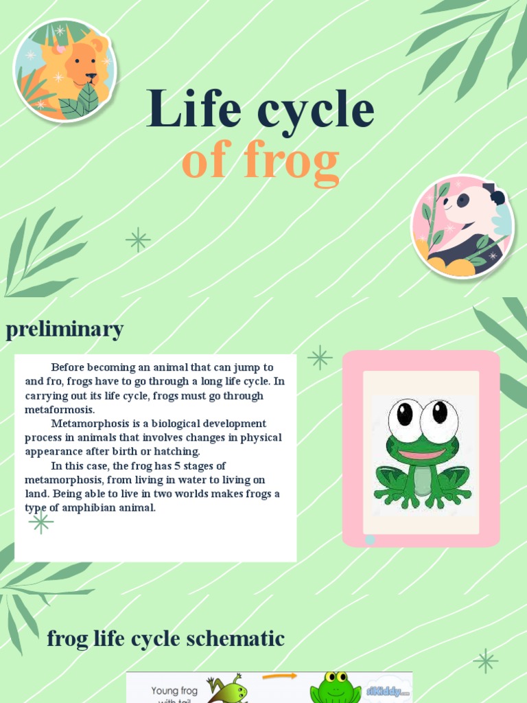 Frog Life Cycle Stages Explained | PDF | Frog | Zoology