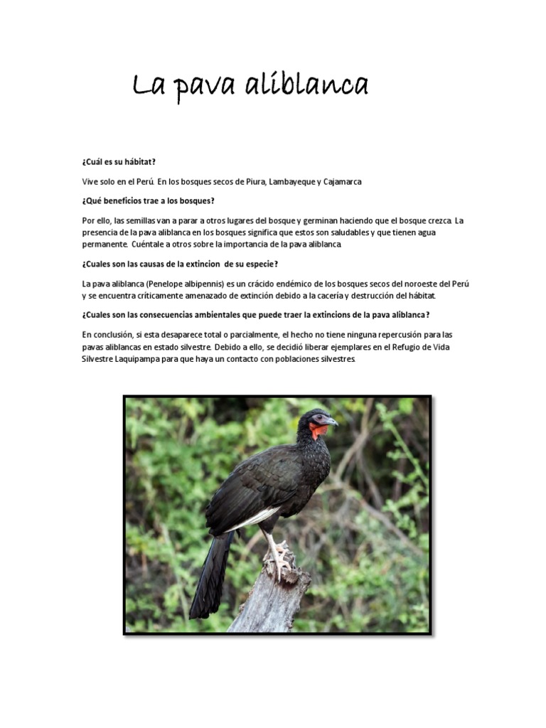 La Pava Aliblanca | PDF