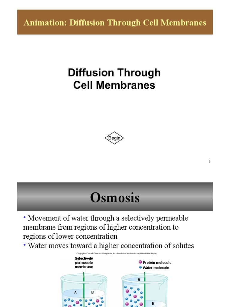 Animation: Diffusion Through Cell Membranes | PDF | Osmosis | Cell Membrane
