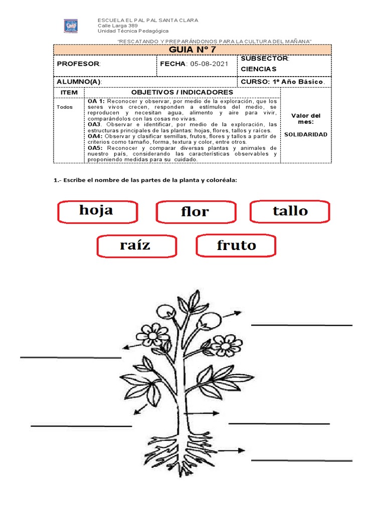 Guía de Ciencias para 1º Básico: Plantas | PDF | Plantas | Botánica
