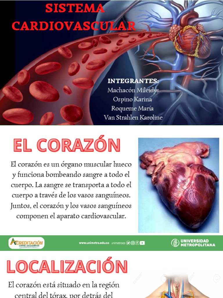 Sistema Cardiovascular: Función y Estructura | PDF | Corazón | Sistema ...