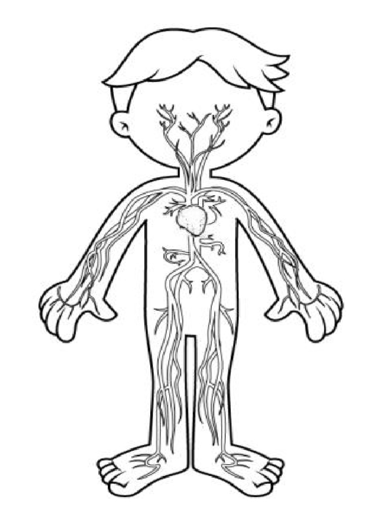 Venas y Arterias | PDF