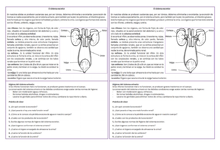 Sistema Excretor Humano para Quinto de Primaria | PDF