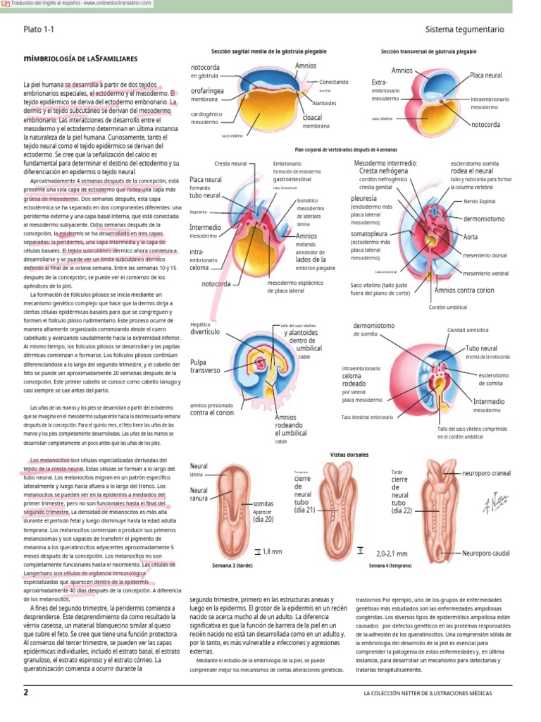 Libro Netter-16-40.en - Es | PDF | Piel | Epidermis