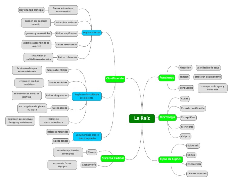 Mapa Mental Sobre La Raìz Matorrero | PDF | Raíz | Eucariotas