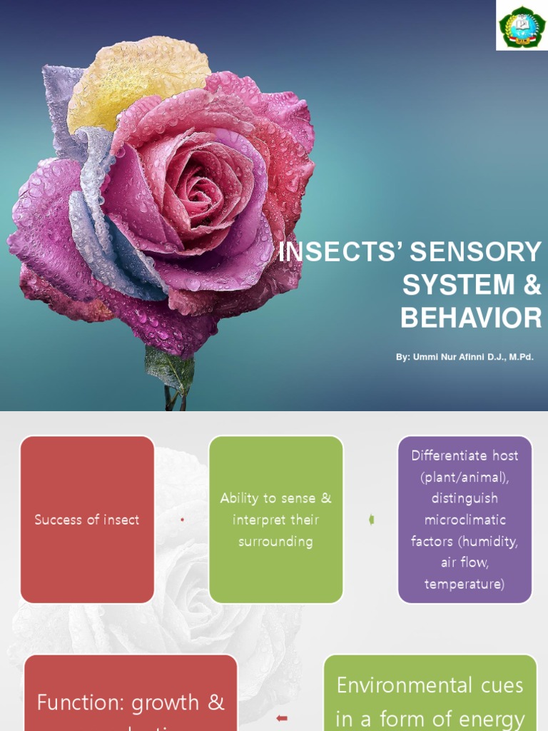 Insects' Sensory & Behavior | PDF | Stimulus (Physiology) | Pheromone