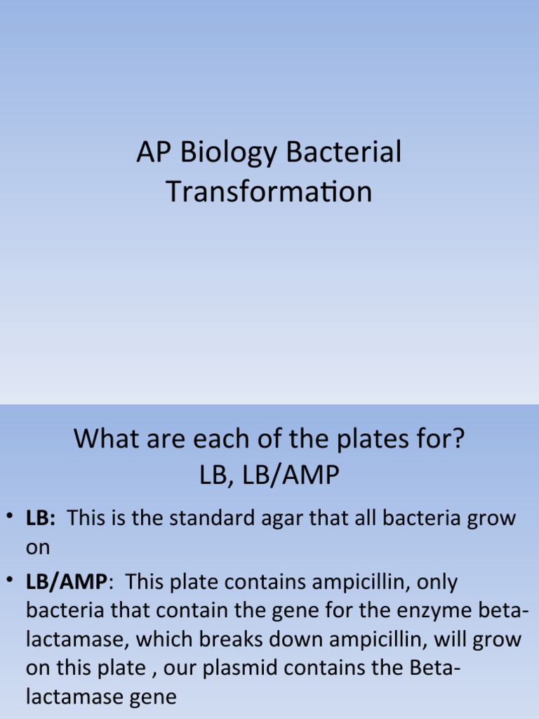 AP Biology Bacterial Transformation | PDF
