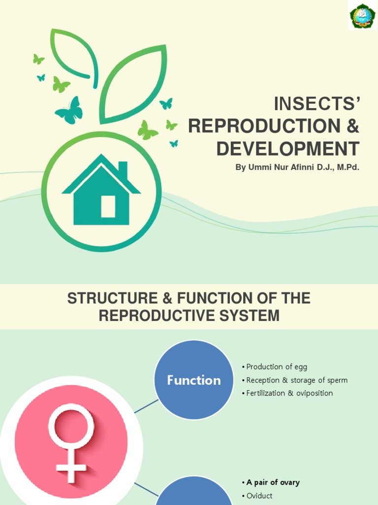 Insects' Reproduction & Development | PDF | Reproductive System | Mating