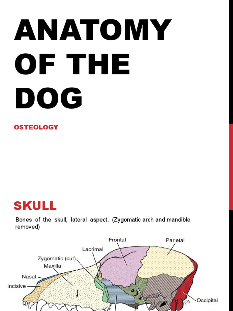 Anatomy of The Dog | PDF | Vertebra | Vertebral Column