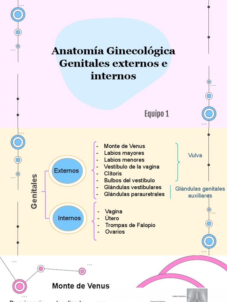 Anatomía Genital de Órganos Internos y Externos | PDF | Vagina | Labios