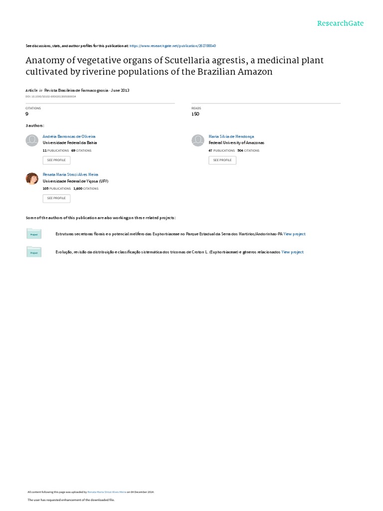 Anatomy of Vegetative Organs of Scutellaria Agrest | PDF | Leaf ...