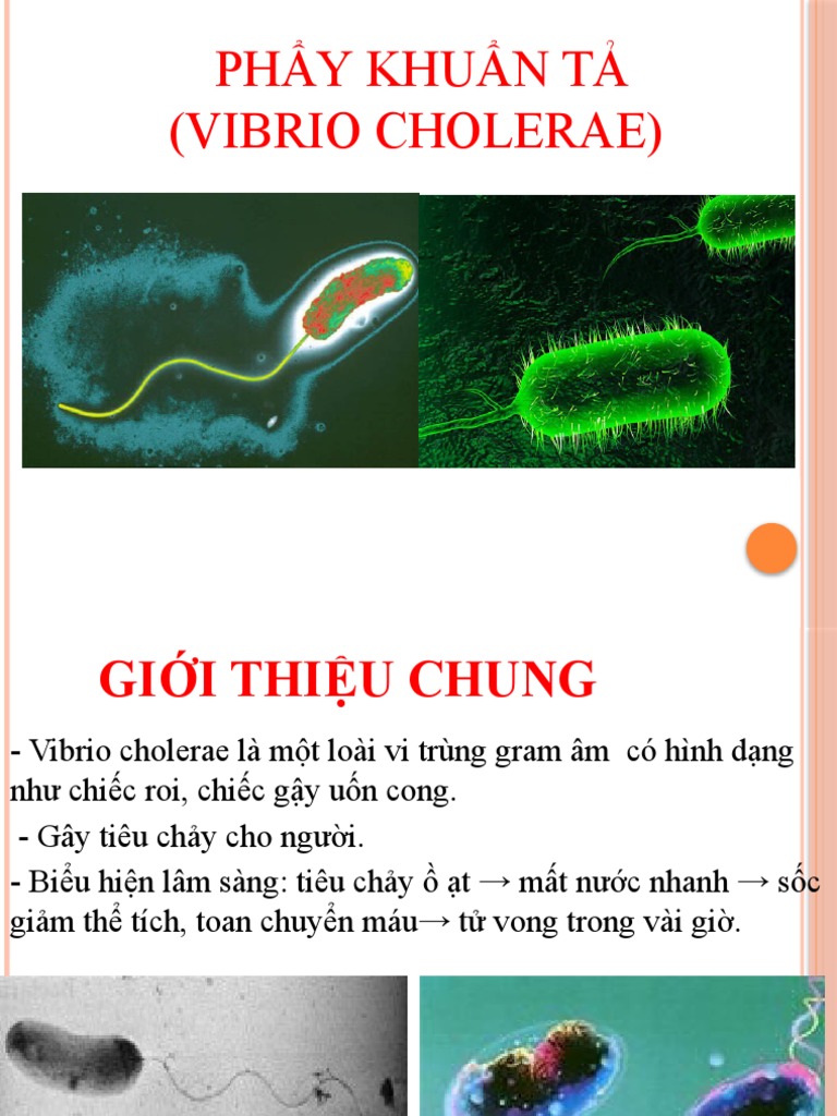Phẩy Khuẩn Tả (Vibrio Cholerae) | PDF