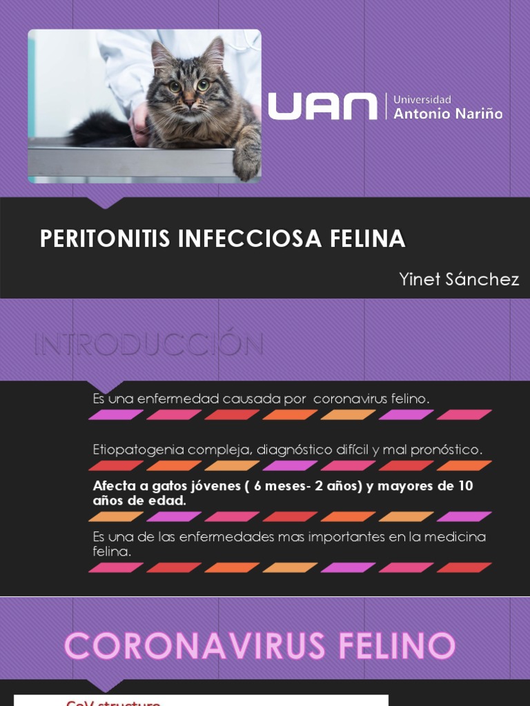 Peritonitis Infecciosa Felina | PDF | Sistema inmune | Infección