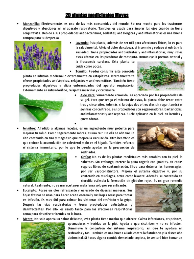 20 Plantas Medicinales Mayas | PDF | Resfriado comun | Té