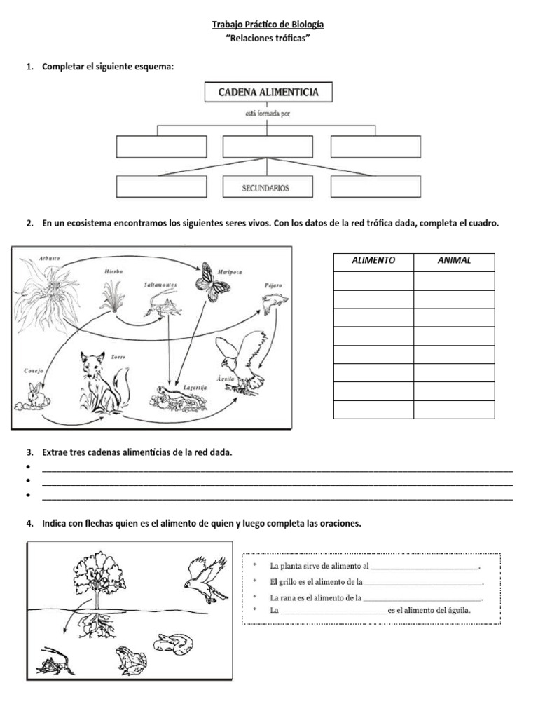 Cadenas Alimentarias, Redes Alimentarias Y Hojas De Trabajo Niveles