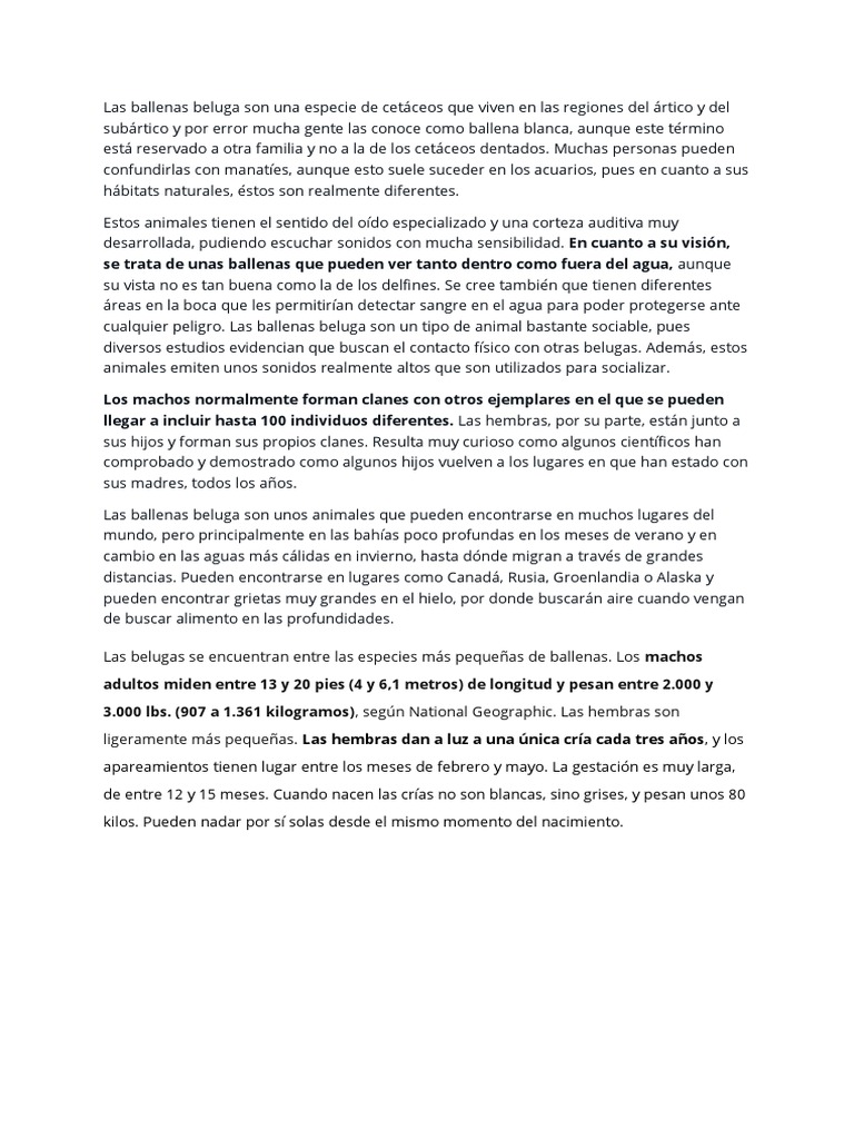 Ballena Beluga | PDF | Mamíferos marinos | Cetáceos