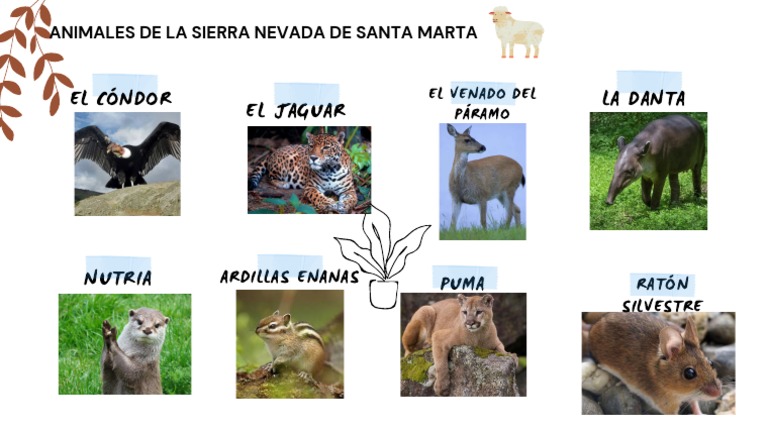 Animales de La Sierra Nevada de Santa Marta | PDF