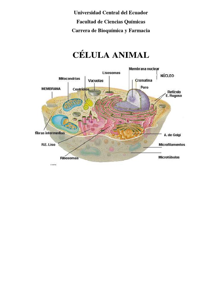 Estructuras y funciones de los principales orgánulos y componentes ...
