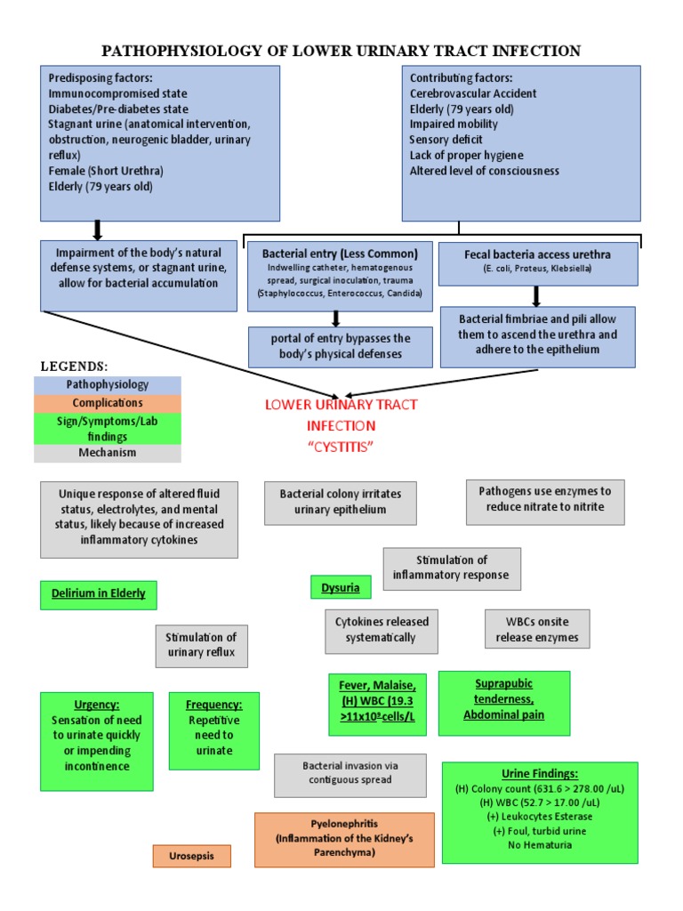 Pathophysiology of Lower Urinary Tract Infection | PDF | Urinary Tract ...