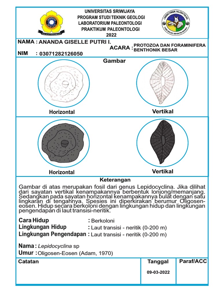 Paleon-Protozoa Dan Foraminifera Bentonik | PDF