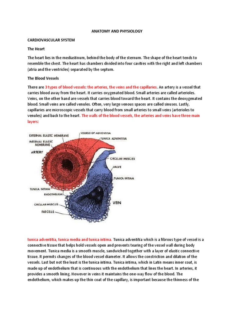 Anatomy and Physiology Cardiovascular System The Heart | PDF | Artery ...