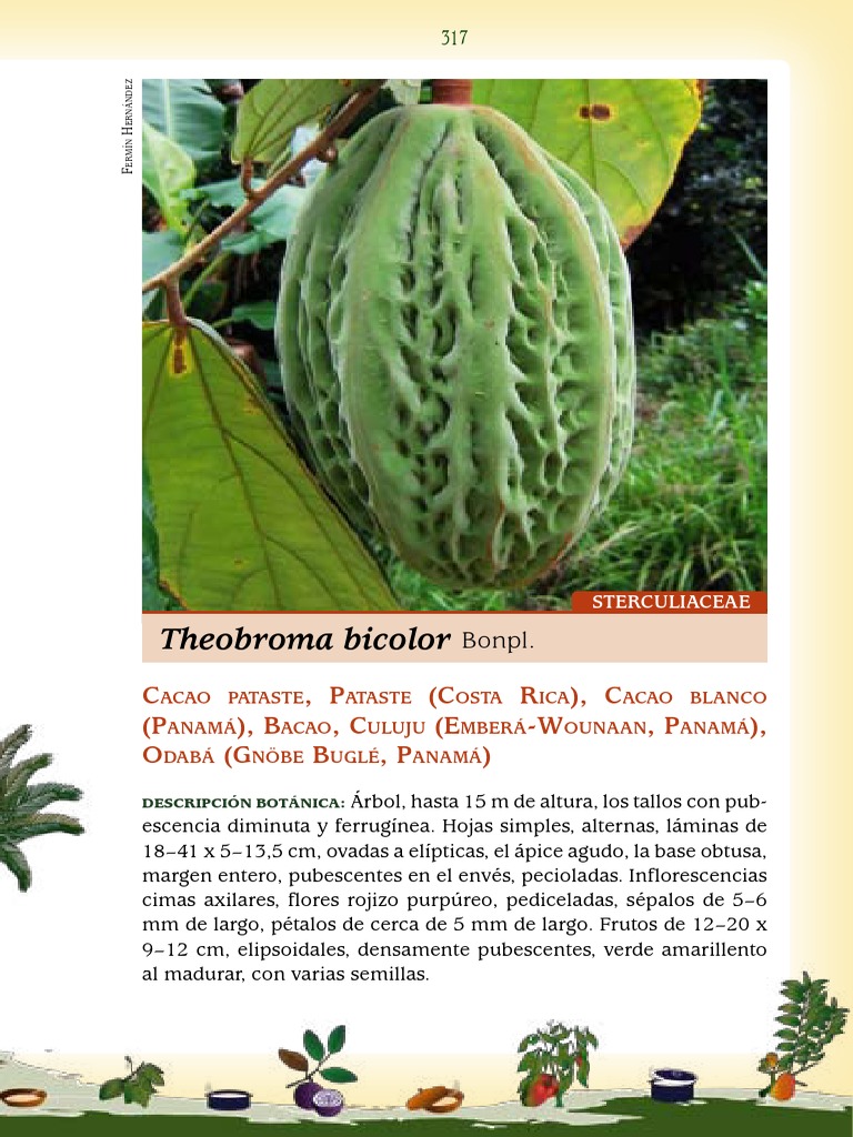 Majambo Macambo UCR | PDF | Plantas | Botánica