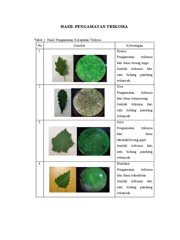 Hasil Trikoma & Jaringan Daun | PDF