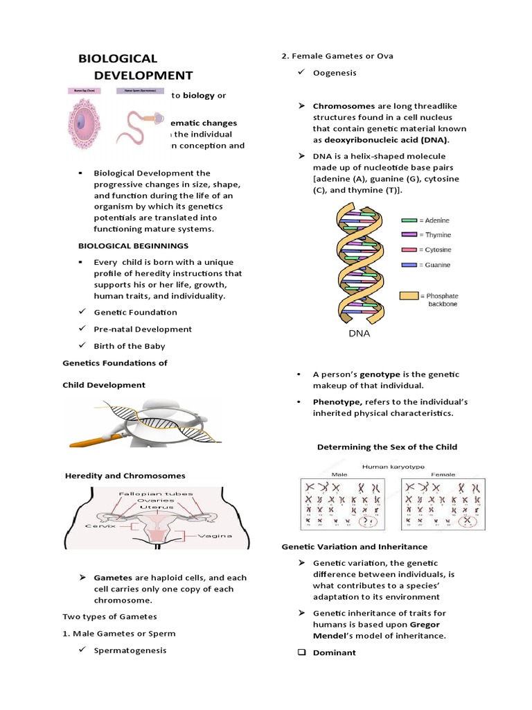 Lesson 2 Reviewer | PDF | Genetics | Heredity