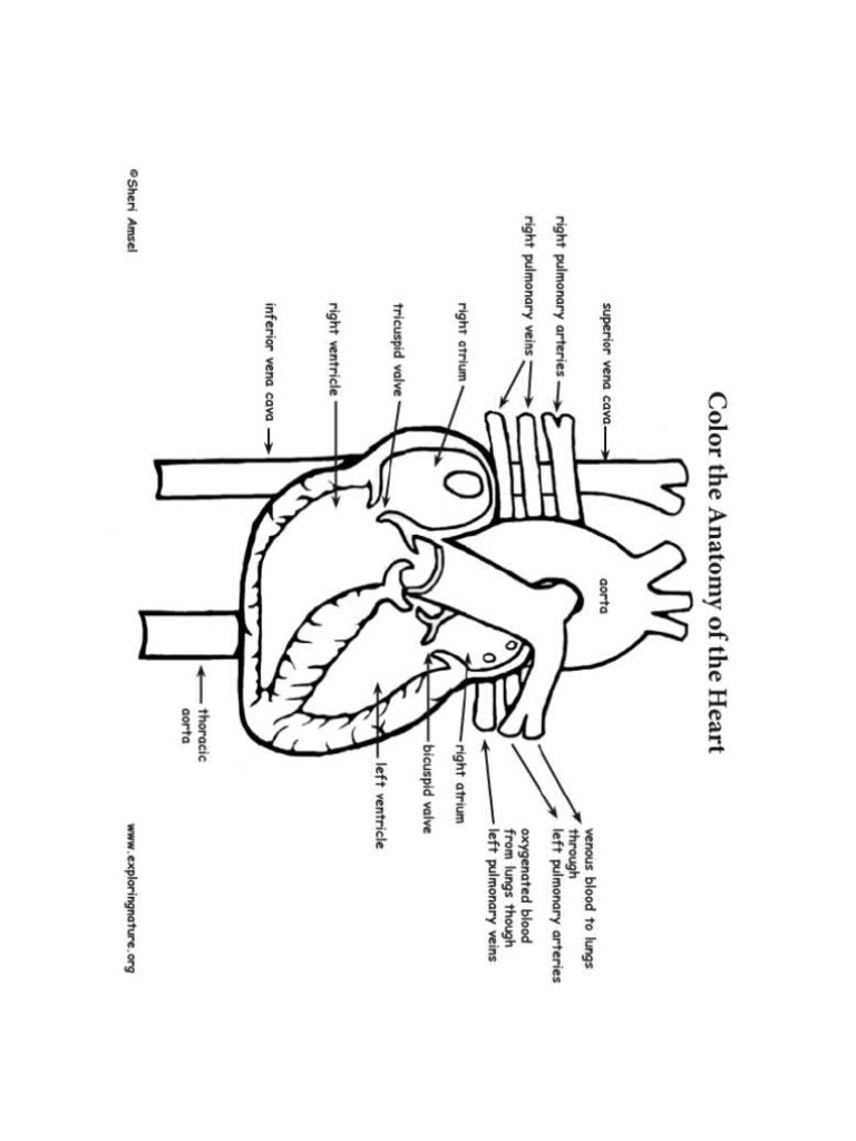Coloring The Heart | PDF