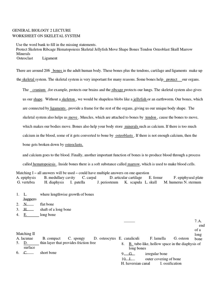 Skeletal System | PDF | Bone | Skeleton