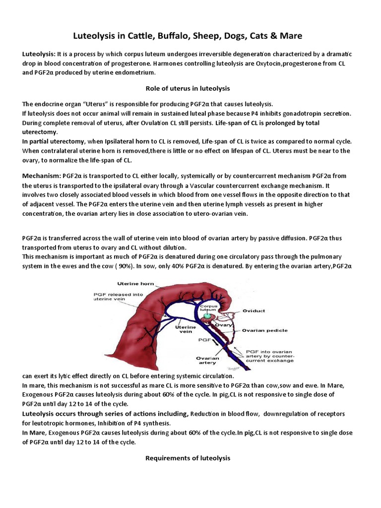 Luteolysis in Different Species | PDF | Menstrual Cycle | Cytokine