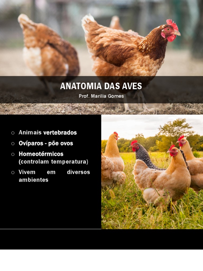 Anatomia das Aves: Estruturas e Funções | PDF | Pena (pássaro) | Ovo
