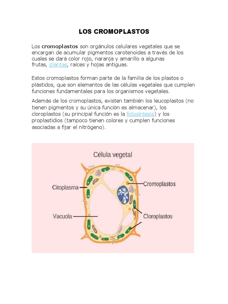 LOS CROMOPLASTOS | PDF