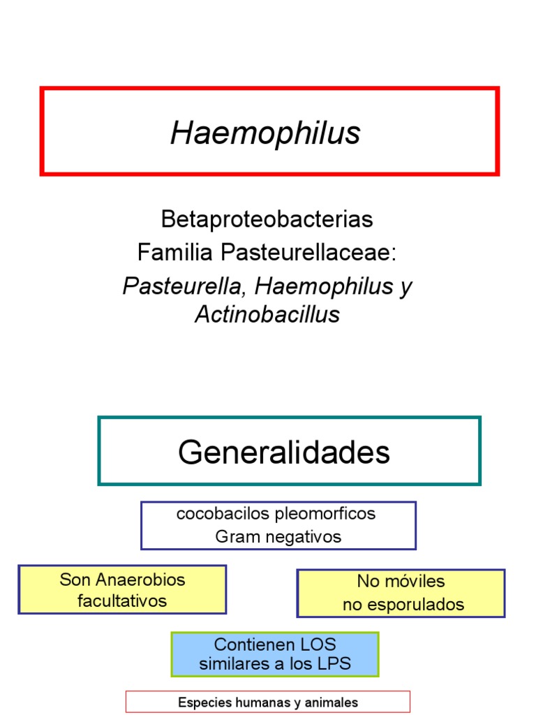 Haemophilus Bacter | PDF | Inmunología | Medicina CLINICA