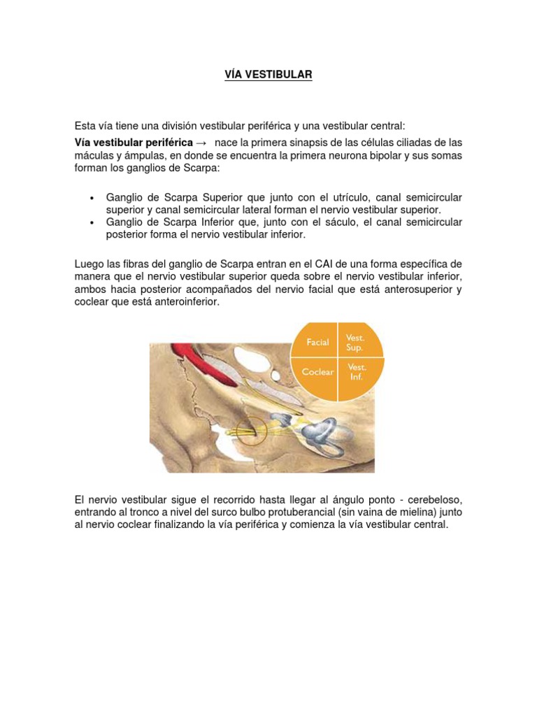 Vía Vestibular | PDF | Cerebro | Corteza cerebral