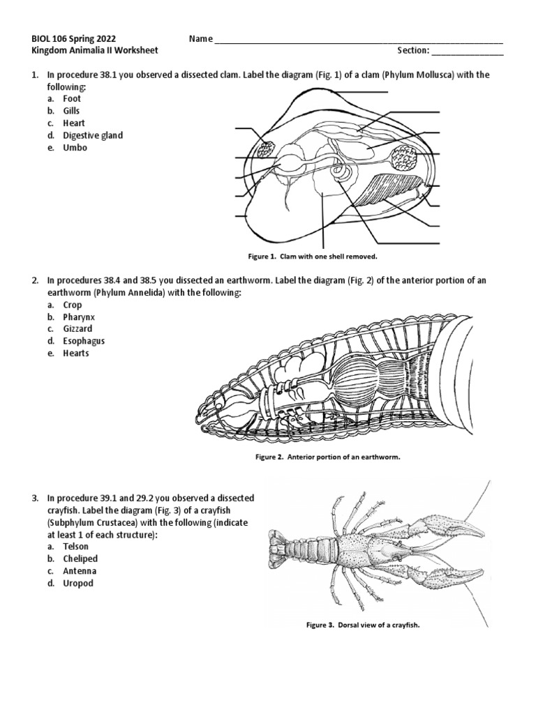 Animalia II Worksheet | PDF | Gill | Mollusca