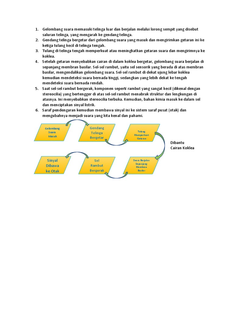Proses Pendengaran Manusia Secara Detail | PDF