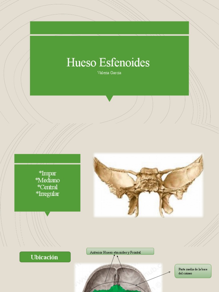 Estructura y partes del hueso esfenoides | PDF | Cabeza y cuello ...