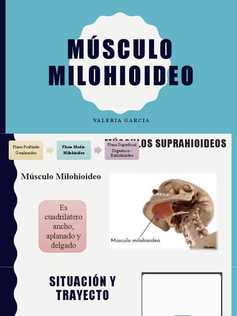 Músculo Milohioideo | PDF | Estudios de idiomas extranjeros