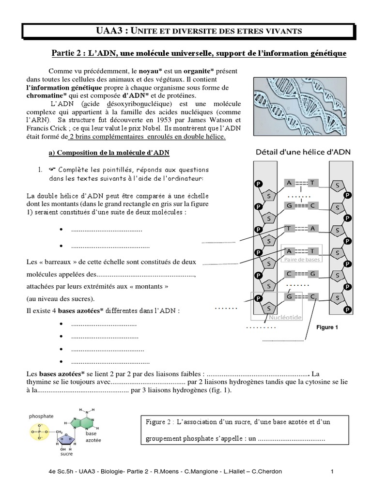 Adn Mitose Meiose Genetique Version Mars 2021 | Download Free PDF | Méiose | Mitose