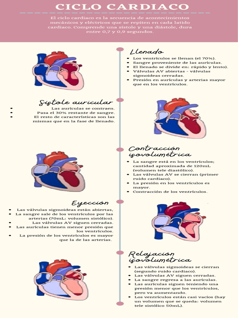 .Ciclo Cardiaco | PDF | Corazón | Ventrículo (corazón)