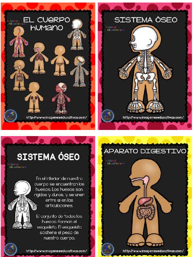 El Cuerpo Humano | PDF