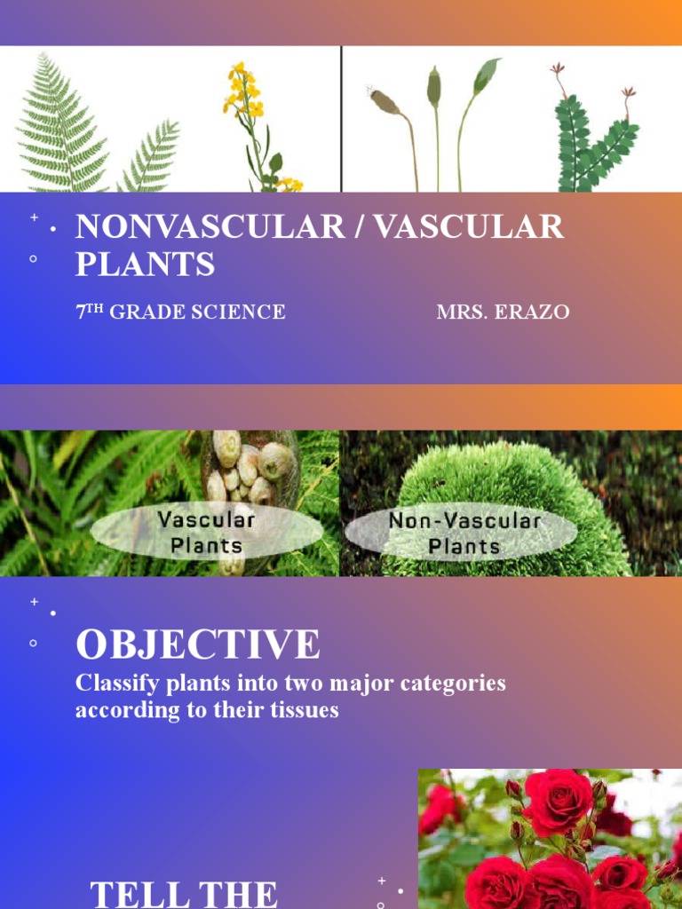 Nonvascular / Vascular Plants: 7 Grade Science Mrs. Erazo | PDF ...