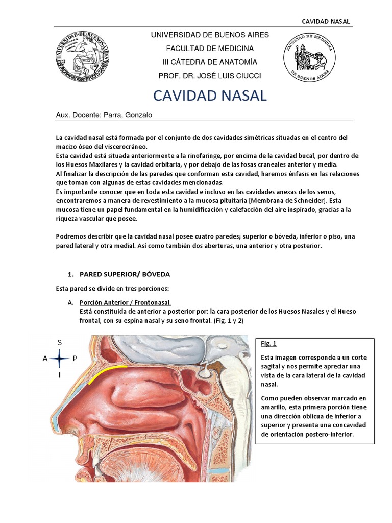 Anatomía de la Cavidad Nasal | PDF | Cráneo | Morfología (biología)
